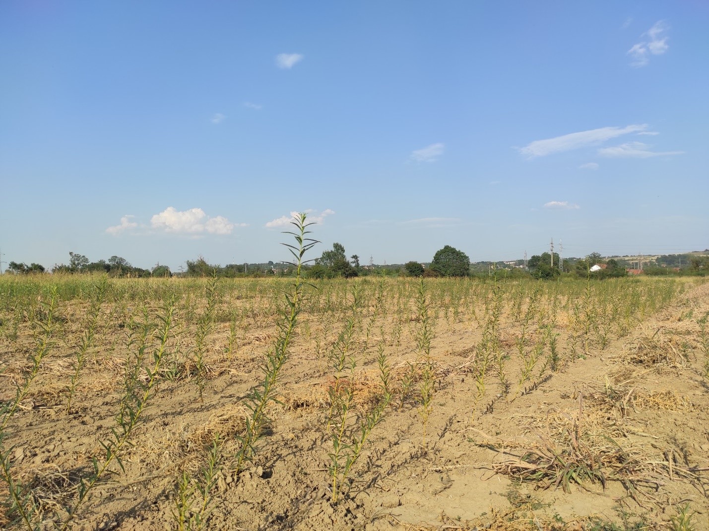 EPS – RB Kolubara short rotation biomass energy plantation surviving ...